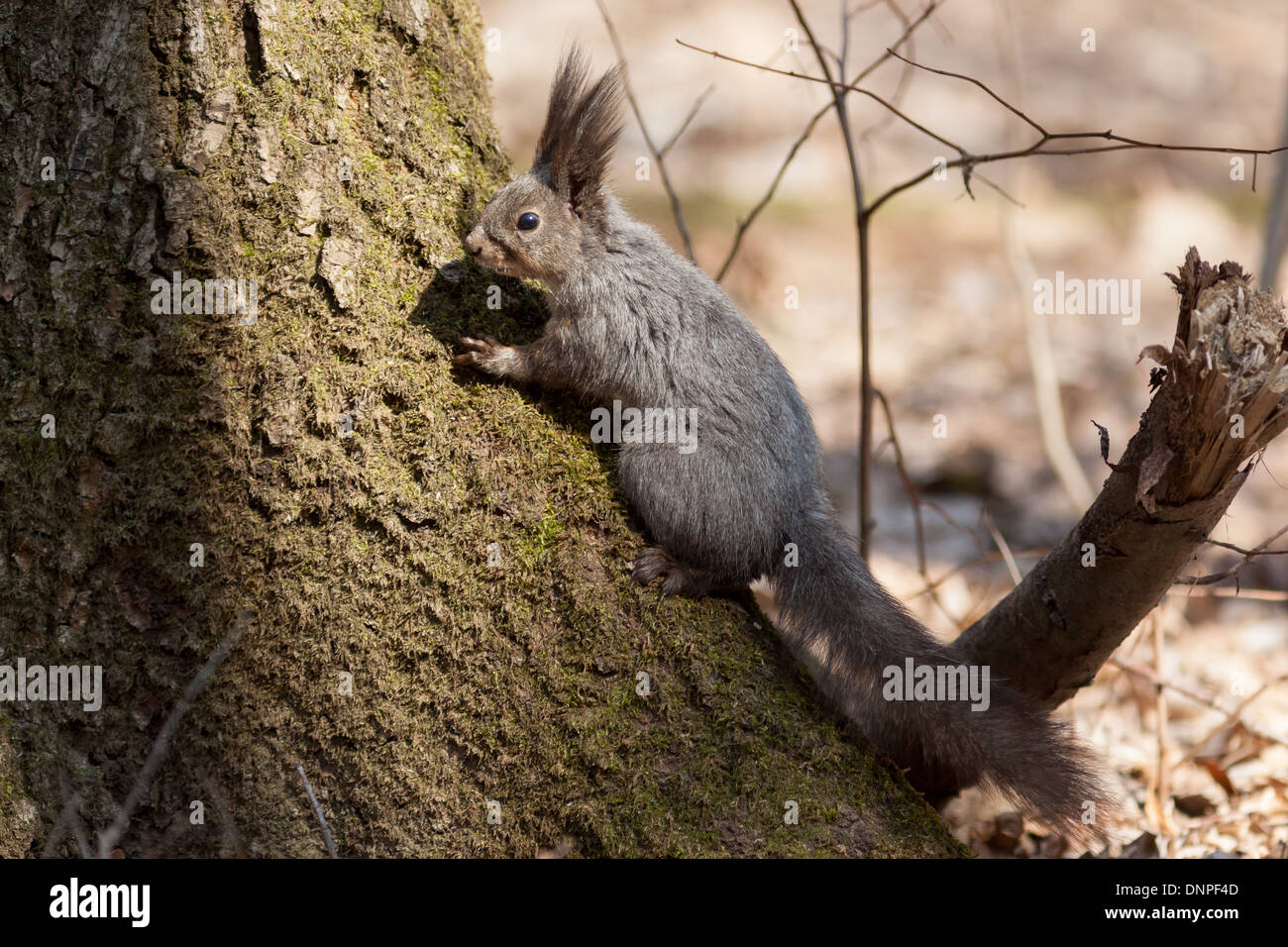 Moscow squirrel hi-res stock photography and images - Alamy