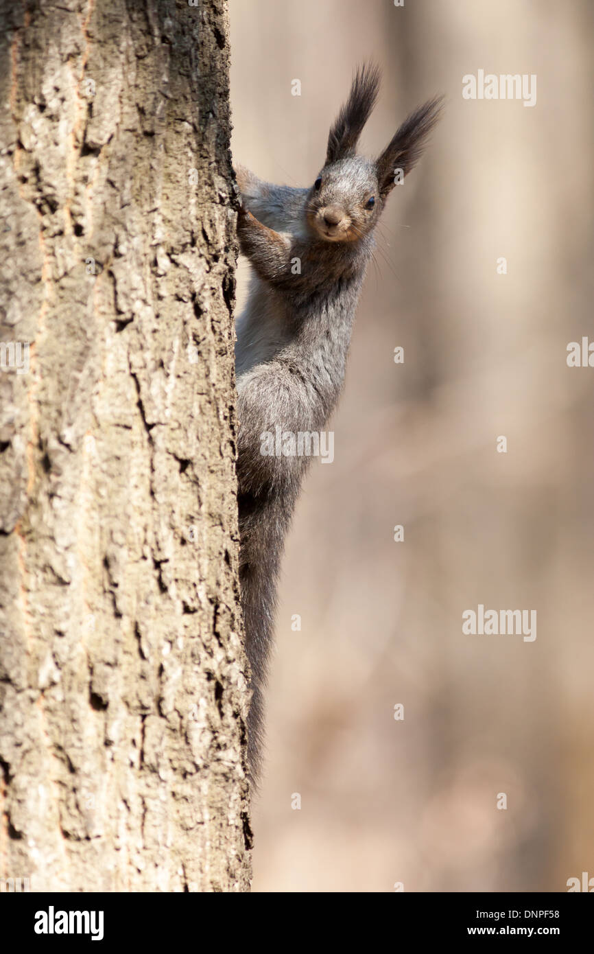 Timirjazevsky hi-res stock photography and images - Alamy