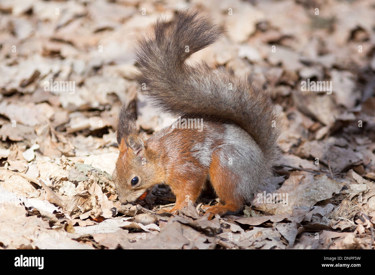 Moscow squirrel hi-res stock photography and images - Alamy