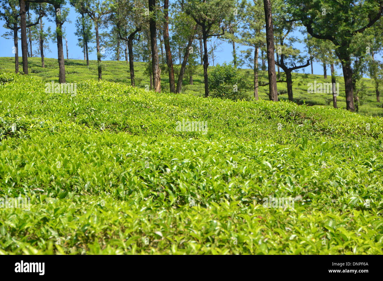 Theaceae white tea hi-res stock photography and images - Alamy