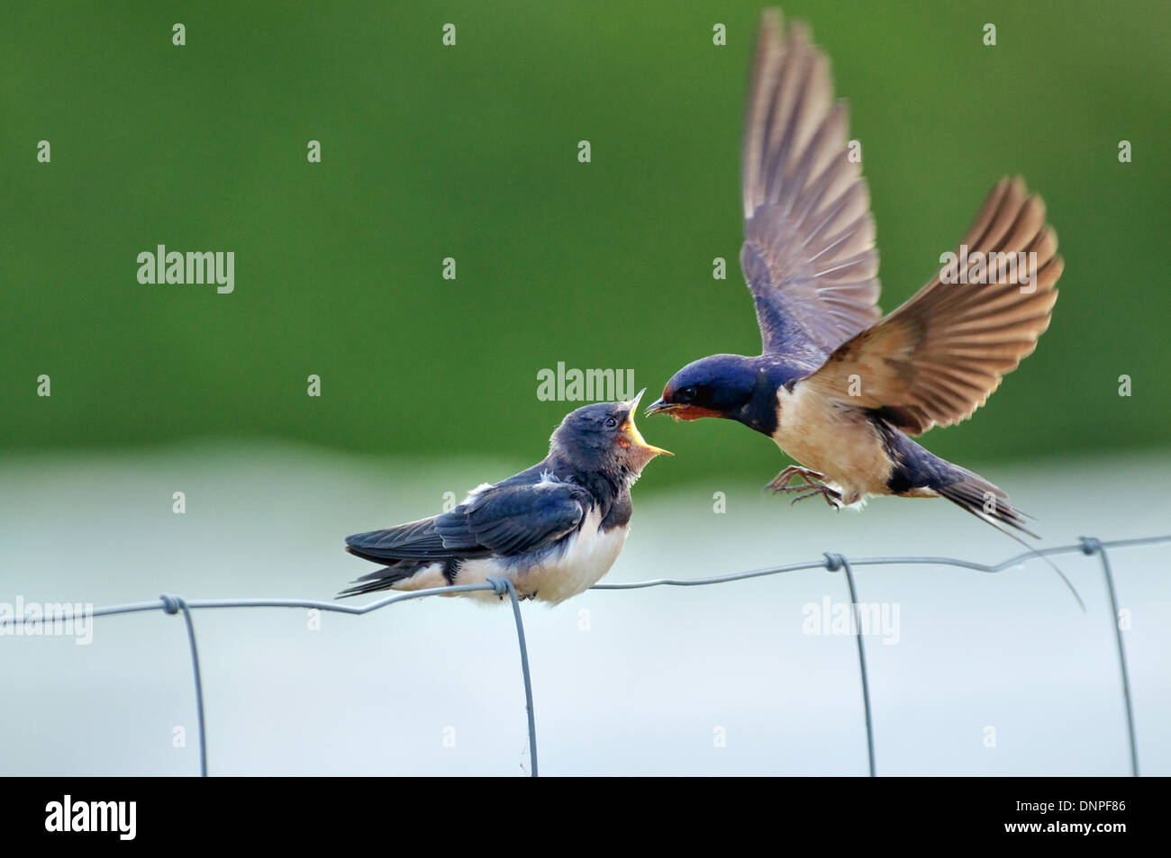 Insects in flight then feeding them to the young swallows hi-res stock ...
