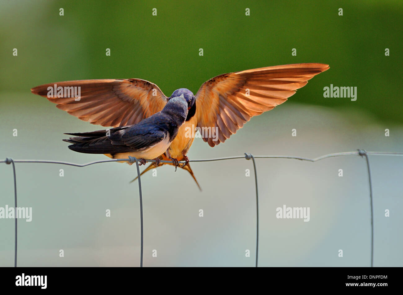 Insects in flight then feeding them to the young swallows hi-res stock ...