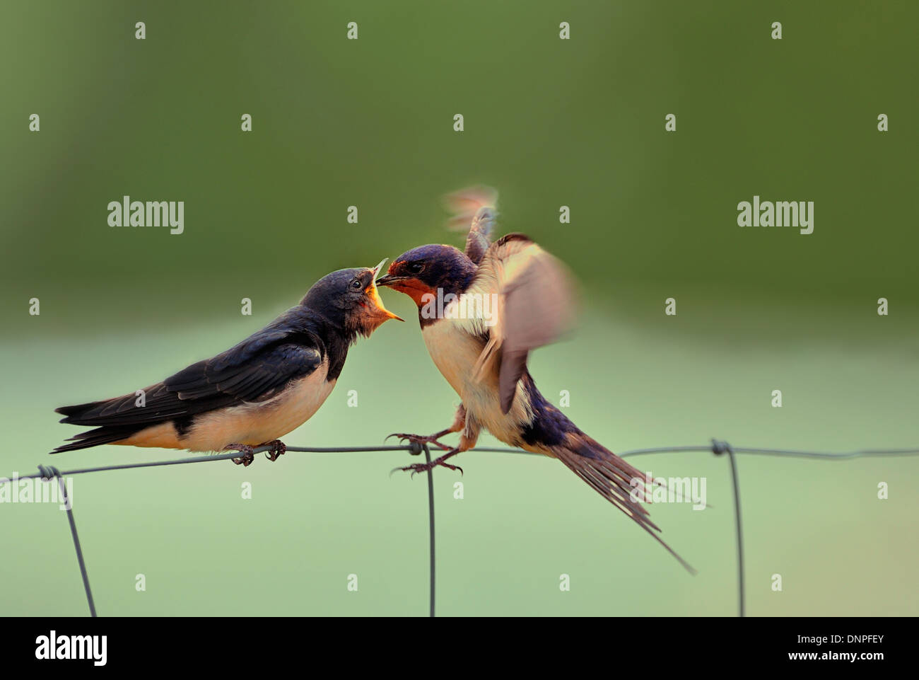 Swallow, Hirundo rustica, feeding it's baby Stock Photo - Alamy