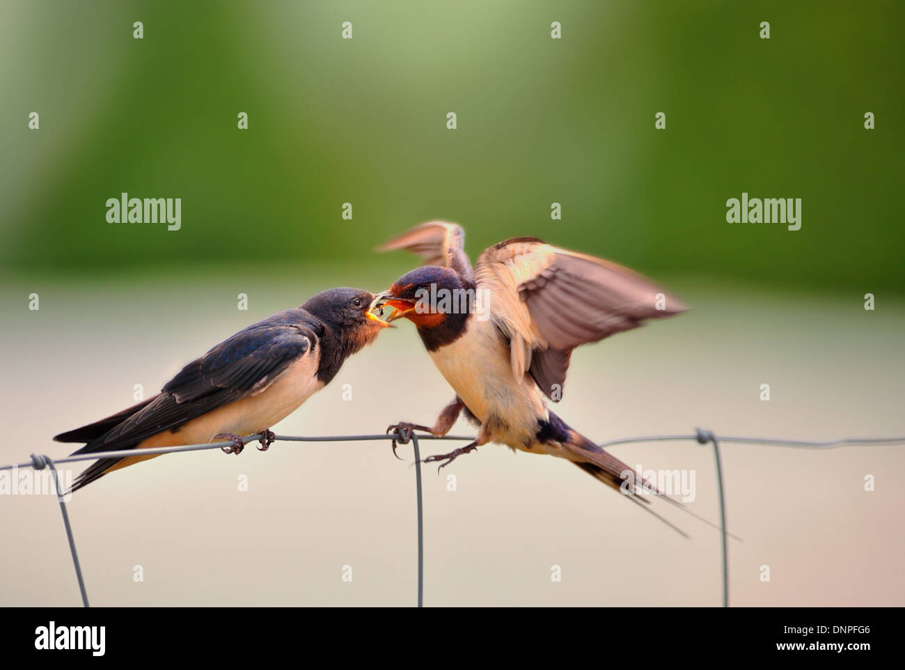 Swallow, Hirundo rustica, feeding it's baby with a winged insect Stock ...