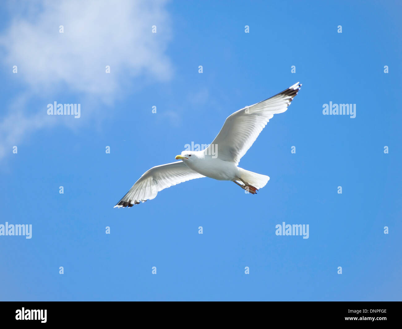 Sea with seabird hi-res stock photography and images - Alamy