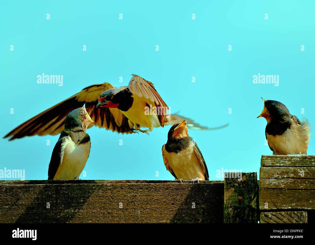Swallow, Hirundo rustica, feeding it's baby Stock Photo - Alamy