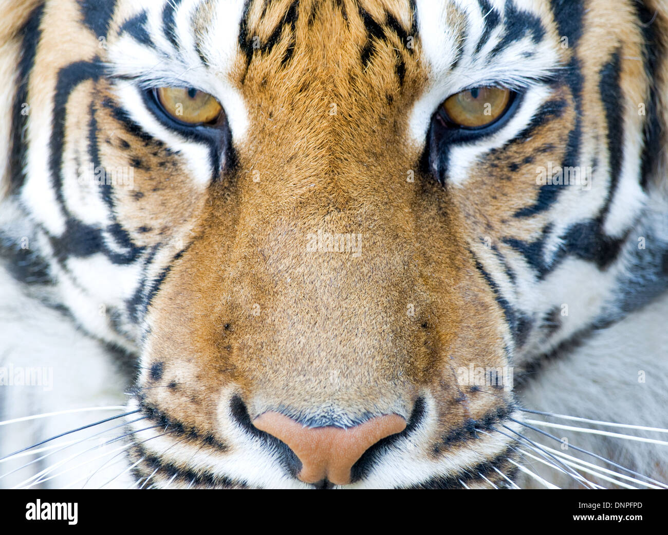 Bengal tiger teeth close hi-res stock photography and images - Alamy