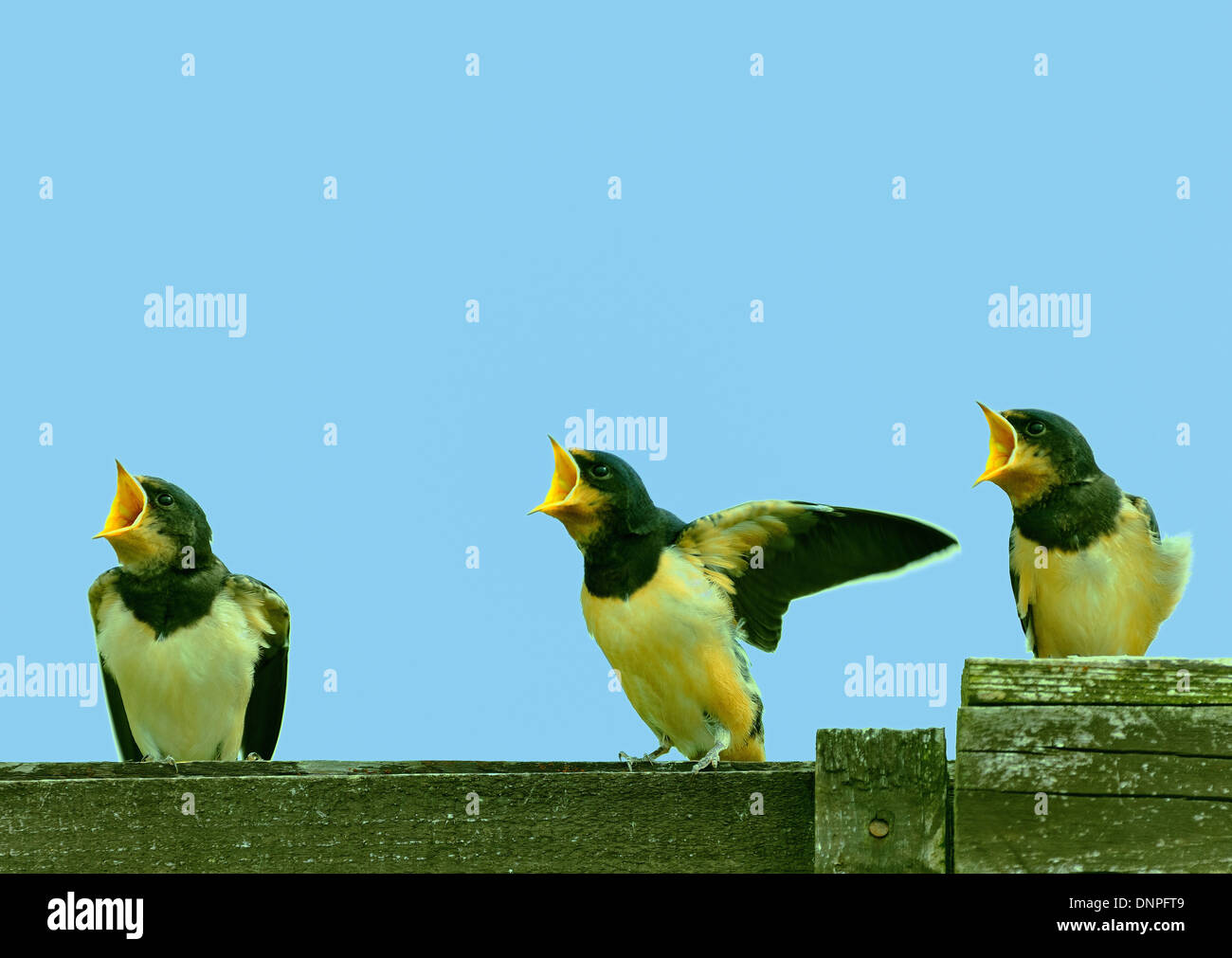 Three baby swallows ,Hirundo rustica, begging for food Stock Photo - Alamy