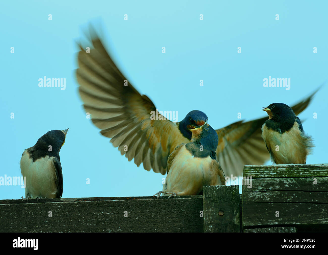 Swallow, Hirundo rustica, feeding it's baby Stock Photo - Alamy