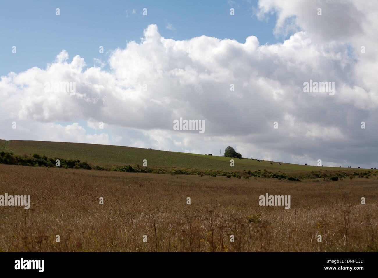 A view across Martin Down part of a National Nature Reserve The Dorset ...