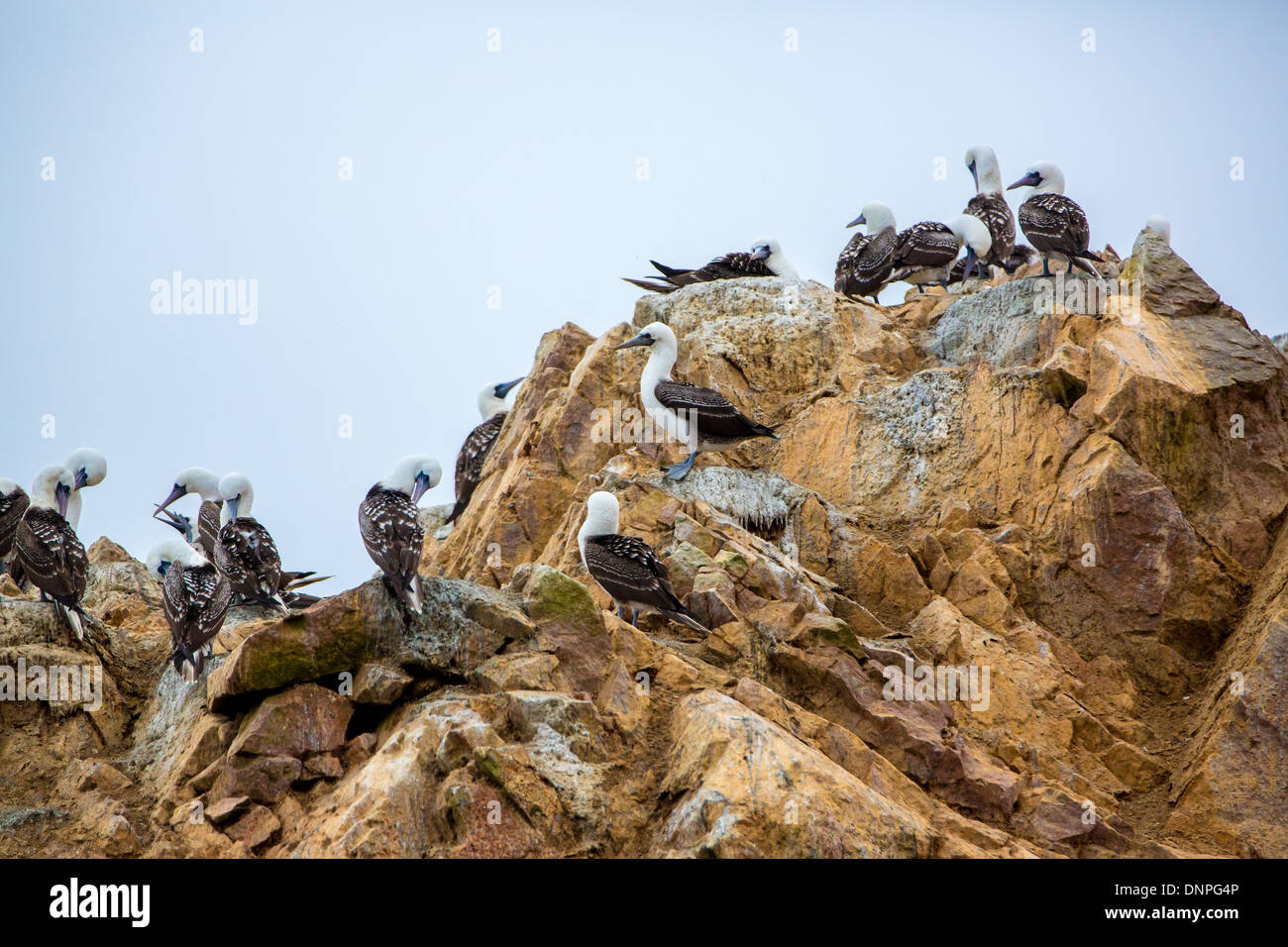 Aquatic seabirds in Peru South America coast at Paracas National ...