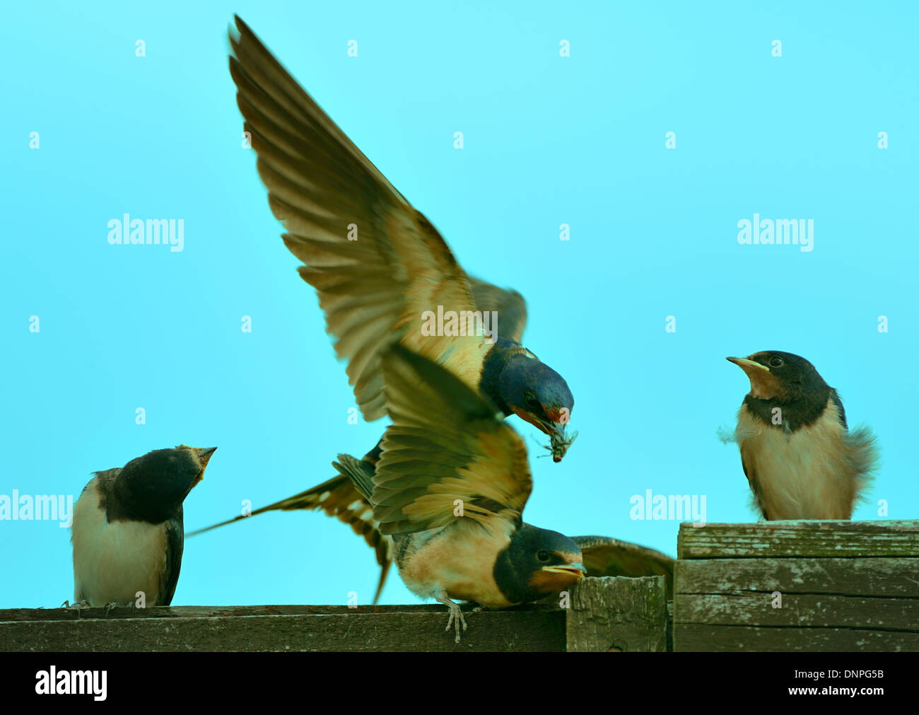 Knocking over baby hi-res stock photography and images - Alamy