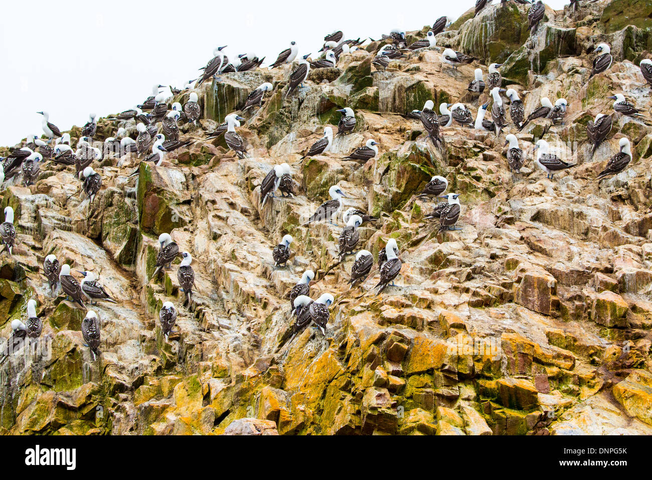 Aquatic seabirds in Peru South America coast at Paracas National ...