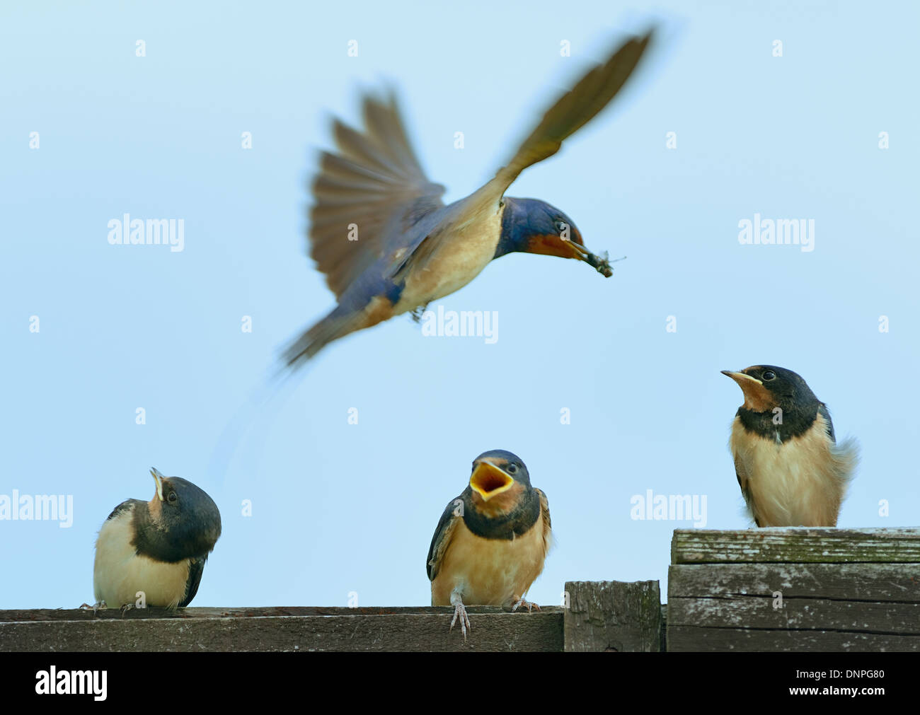 Swallow, Hirundo rustica, feeding it's baby Stock Photo - Alamy