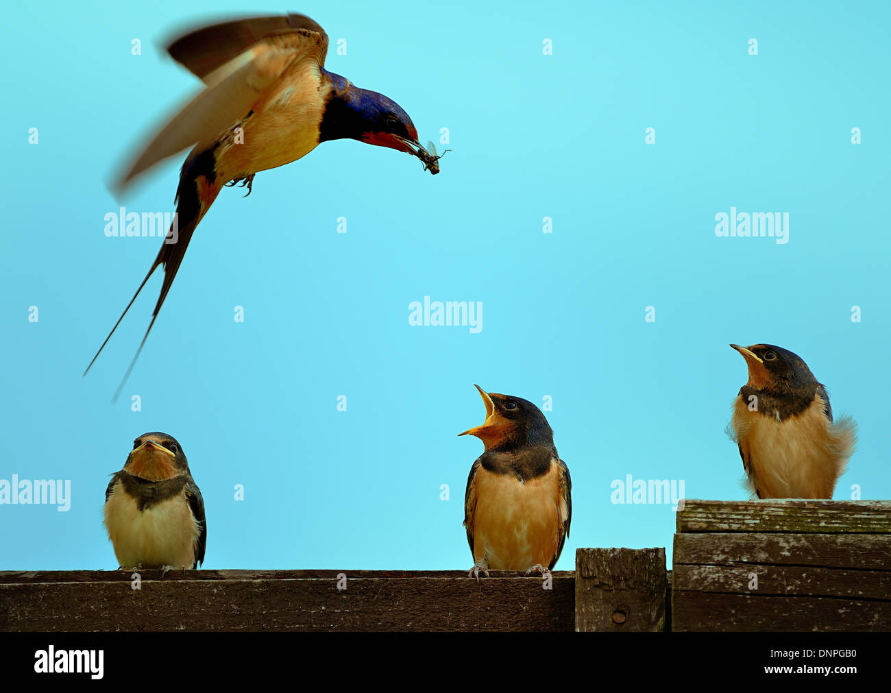 Insects in flight then feeding them to the young swallows hi-res stock ...