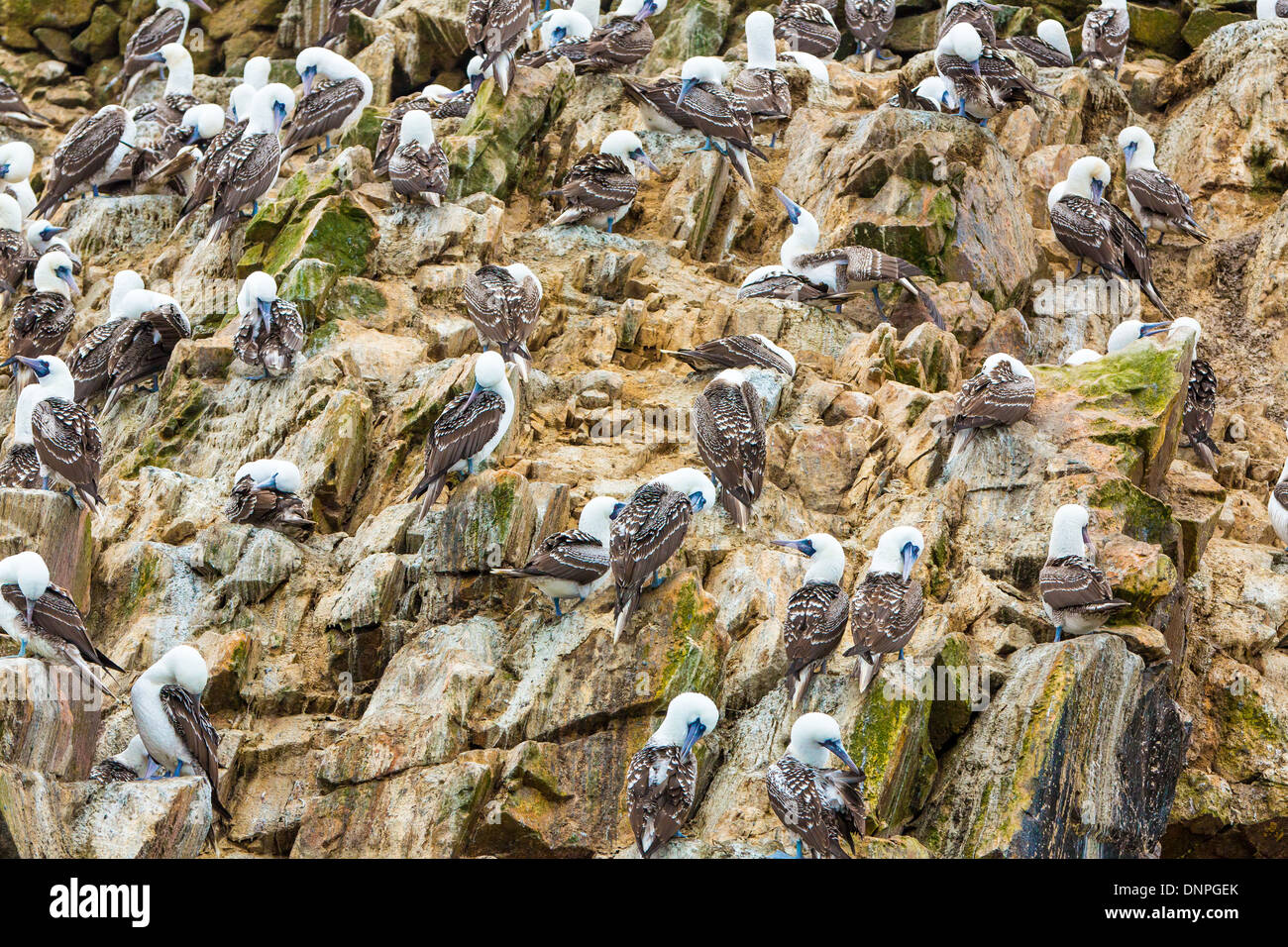 Aquatic seabirds in Peru South America coast at Paracas National ...