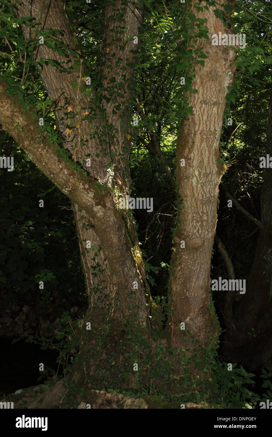 Levisham Village, North Yorkshire Stock Photo - Alamy