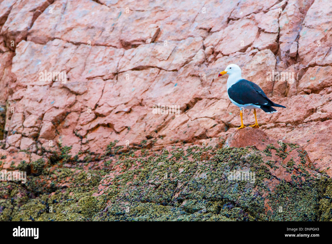 Aquatic seabirds in Peru South America coast at Paracas National ...