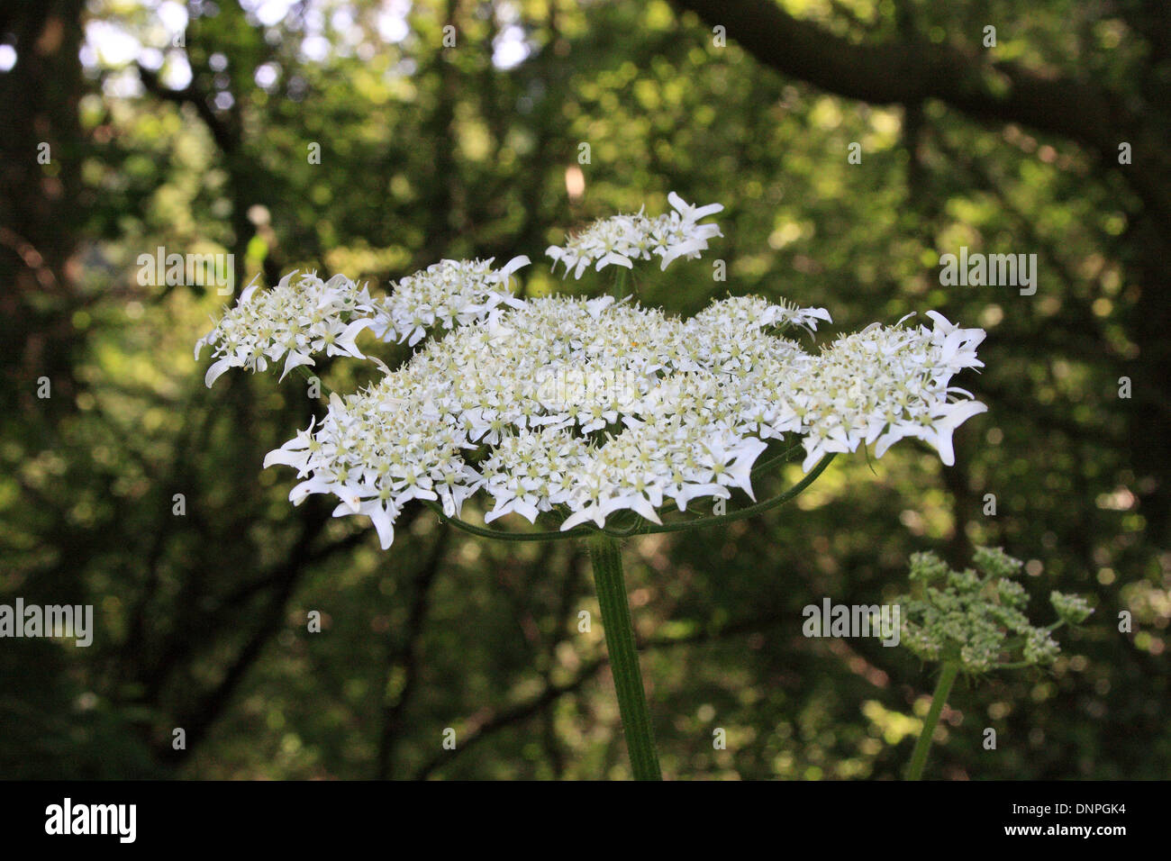 Levisham Village, North Yorkshire Stock Photo - Alamy