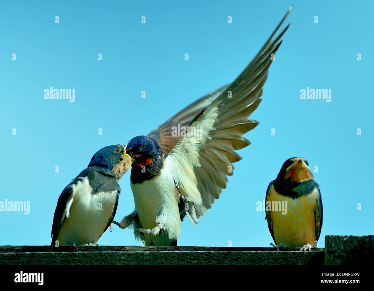 Baby swallows feeding hi-res stock photography and images - Alamy