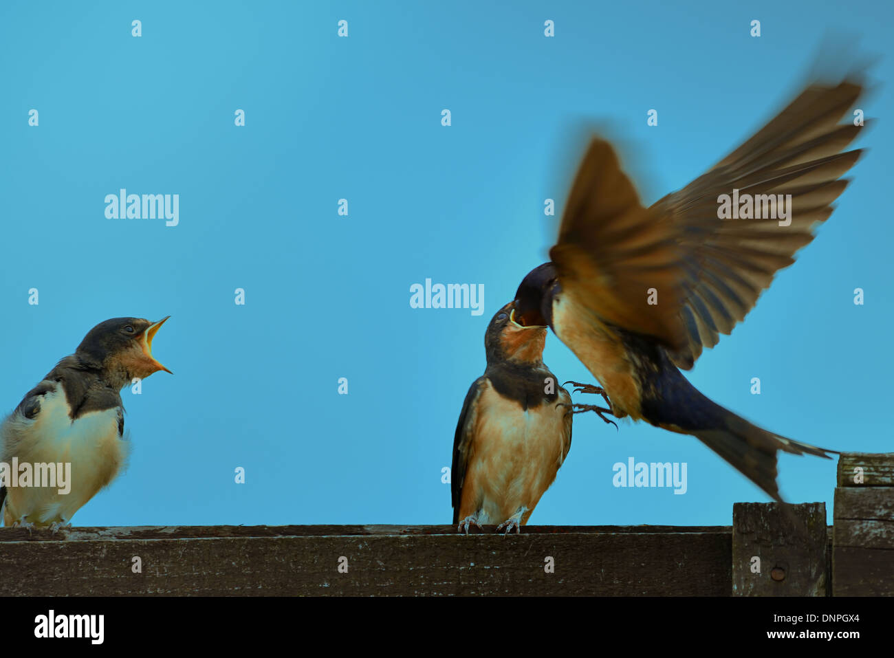 Barn swallow open wings hi-res stock photography and images - Alamy