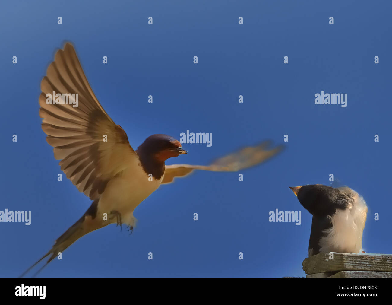 Swallow, Hirundo rustica, feeding it's baby Stock Photo - Alamy