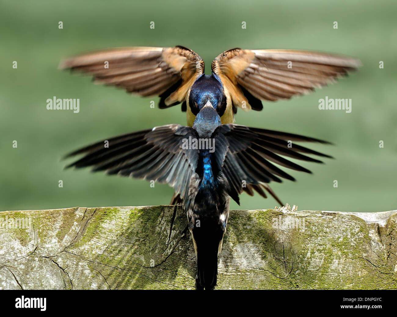 Baby swallow hi-res stock photography and images - Alamy