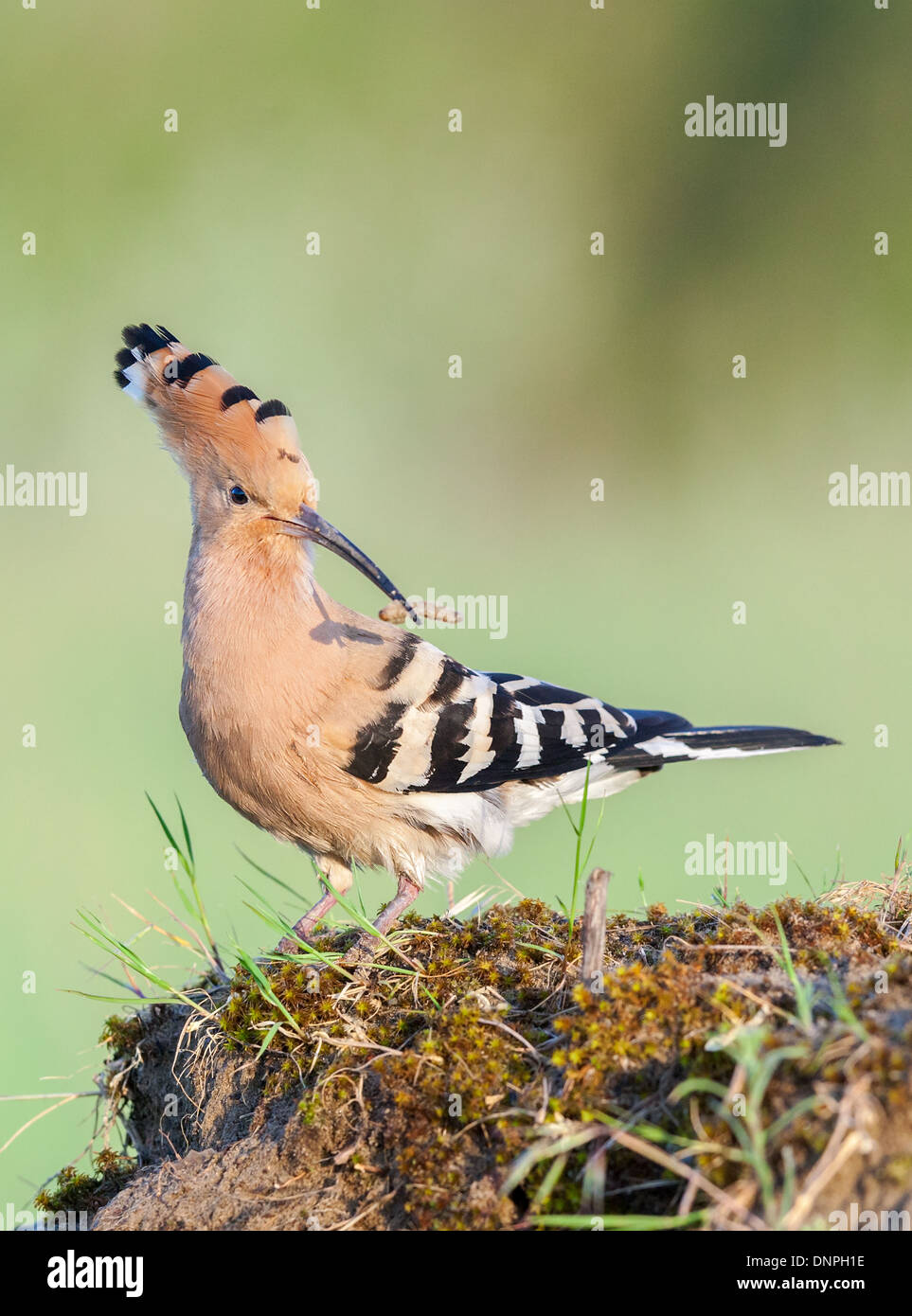 A hoopoe (Upapa epops) with a freshly caught caterpillar Stock Photo ...