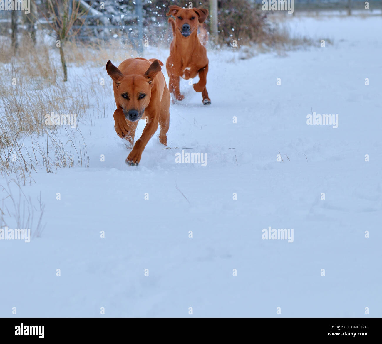 Playing rhodesian ridgeback hi-res stock photography and images - Alamy