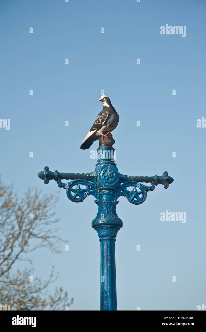Pigeon on lamp post Stock Photo - Alamy