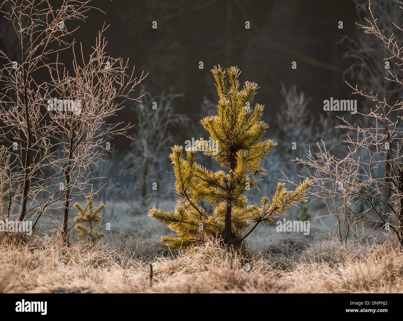 Swamp tree birch pine pinus wood forest hi-res stock photography and ...