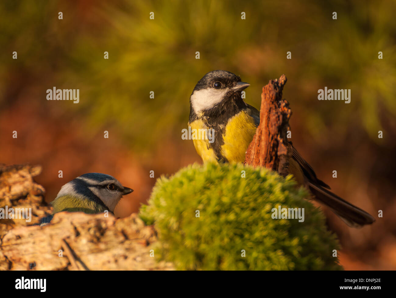 Tit - Parus major and Blue tit Stock Photo - Alamy
