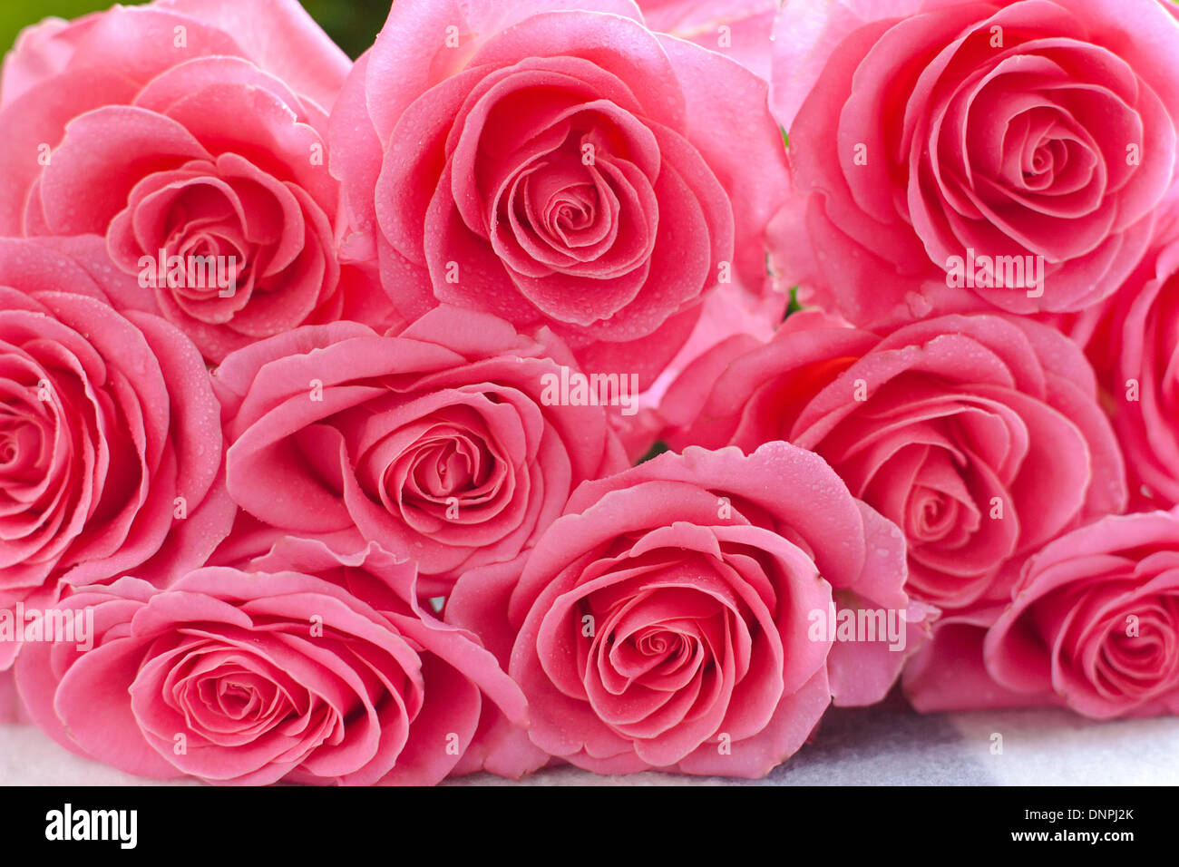 Pink rose with water droplets on a white background Stock Photo - Alamy