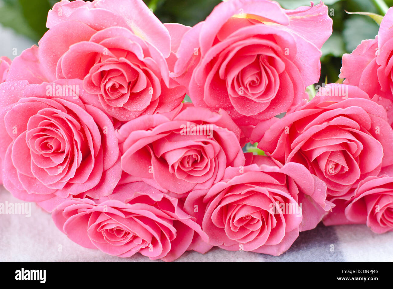 Pink Rose With Water Drops Wallpaper