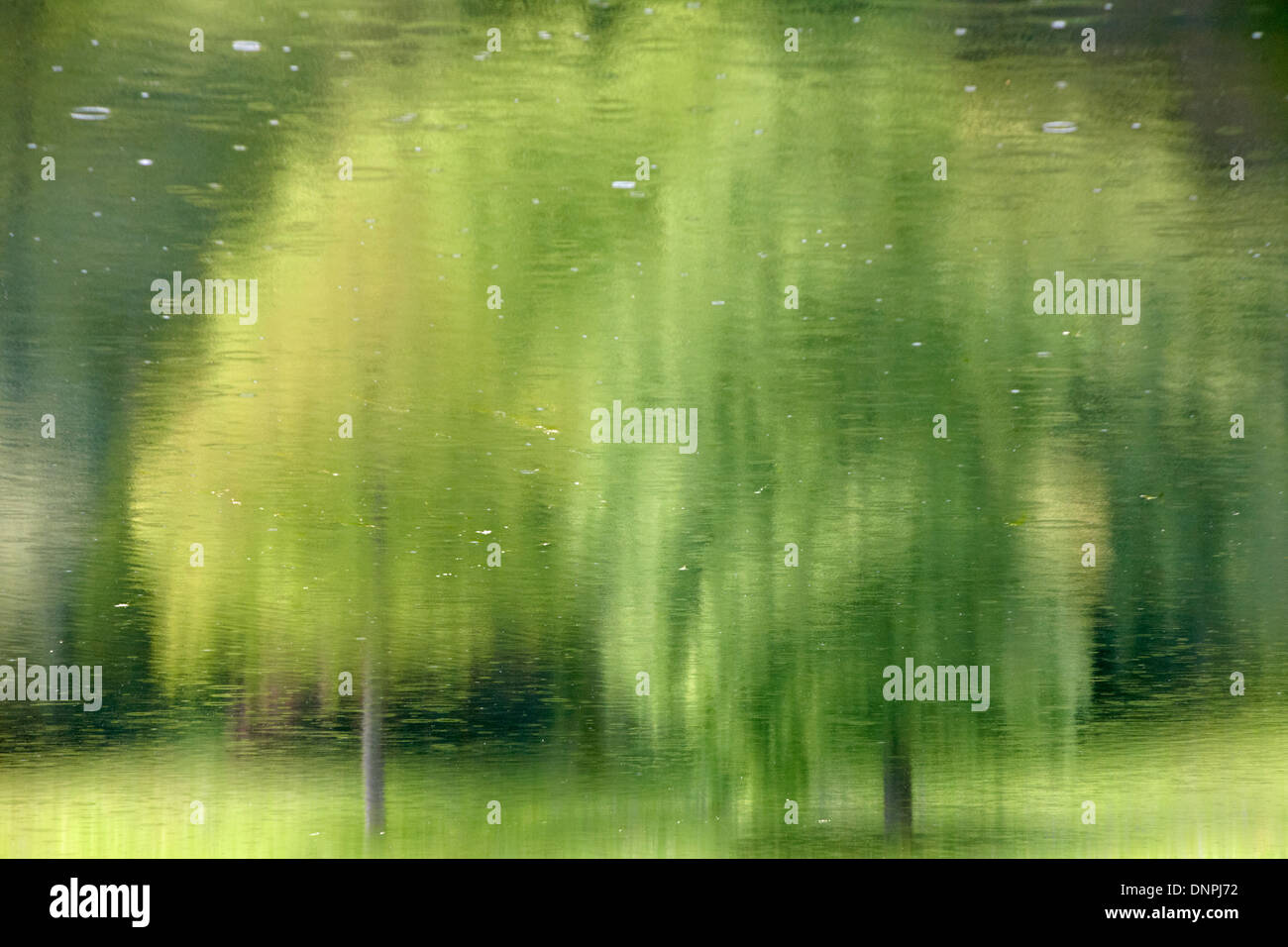 inverted trees reflected in lake in June Stock Photo - Alamy