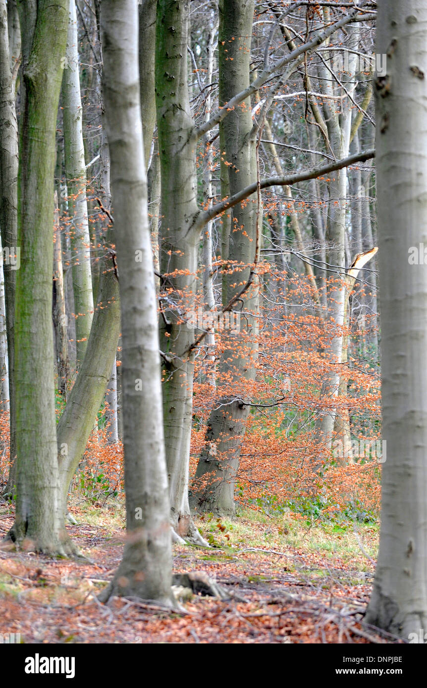 Silver grey leaves hi-res stock photography and images - Alamy