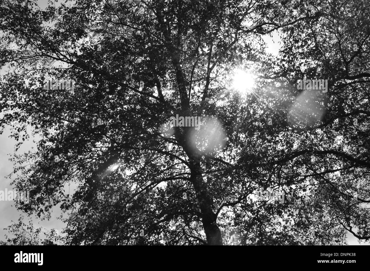 Full tree hi-res stock photography and images - Alamy