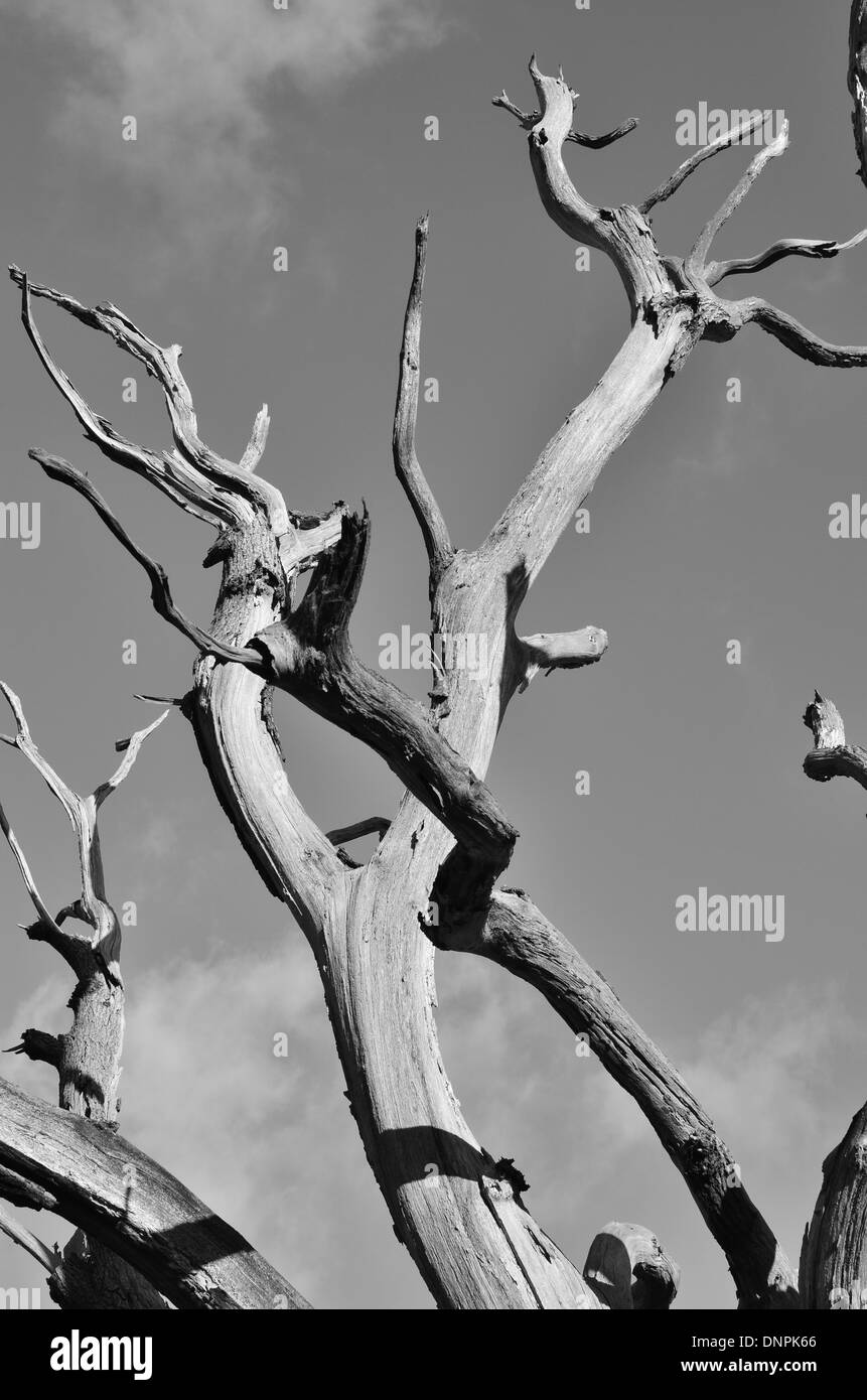 black and white , dead tree Stock Photo - Alamy