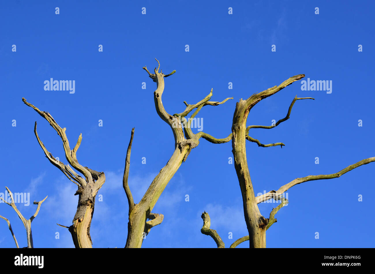Dead dead tree hi-res stock photography and images - Alamy