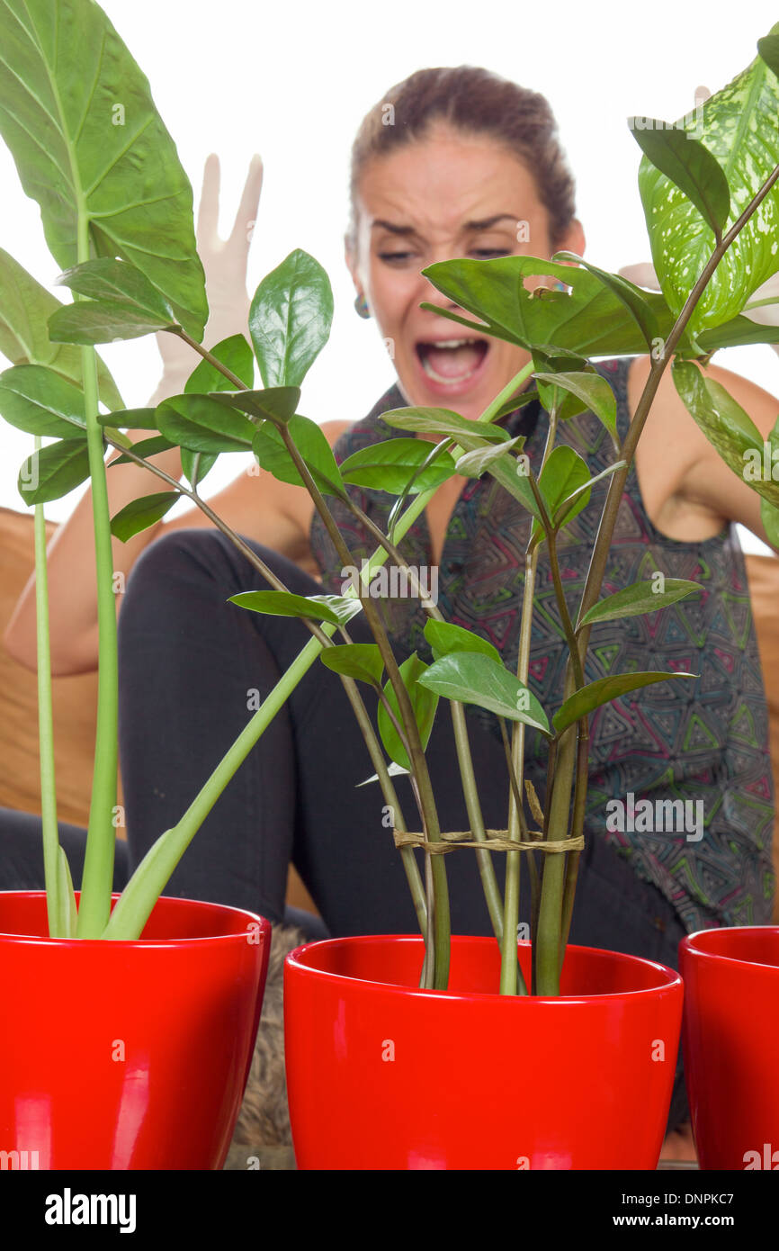 Disease causing insects hi-res stock photography and images - Alamy