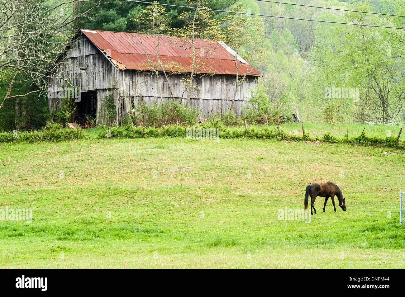 Weathered Barn and Horse, near Girdler, Kentucky, USA Stock Photo - Alamy