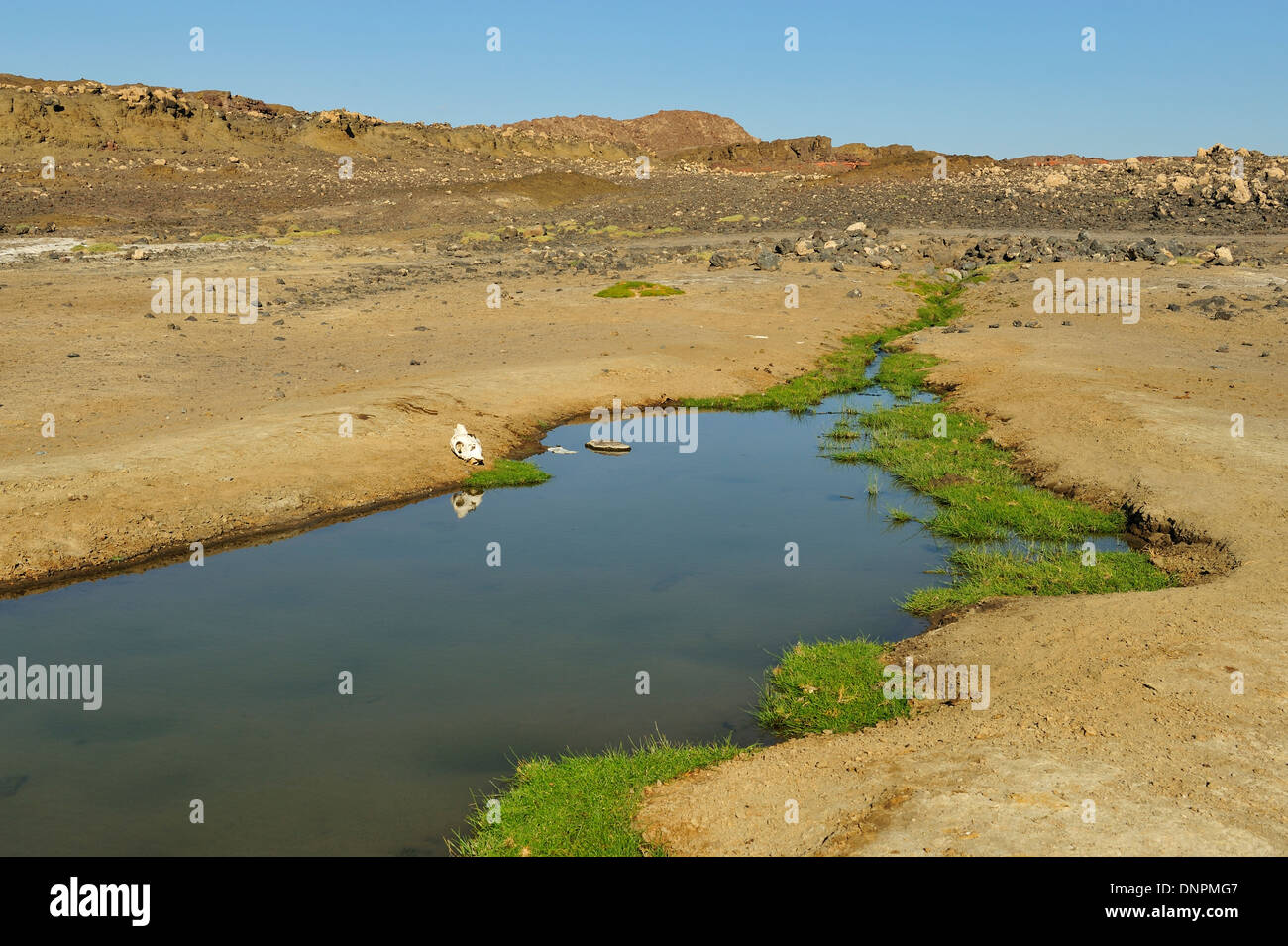 Puddle in the desert in Lake Abbe in Djibouti, horn of Africa Stock ...