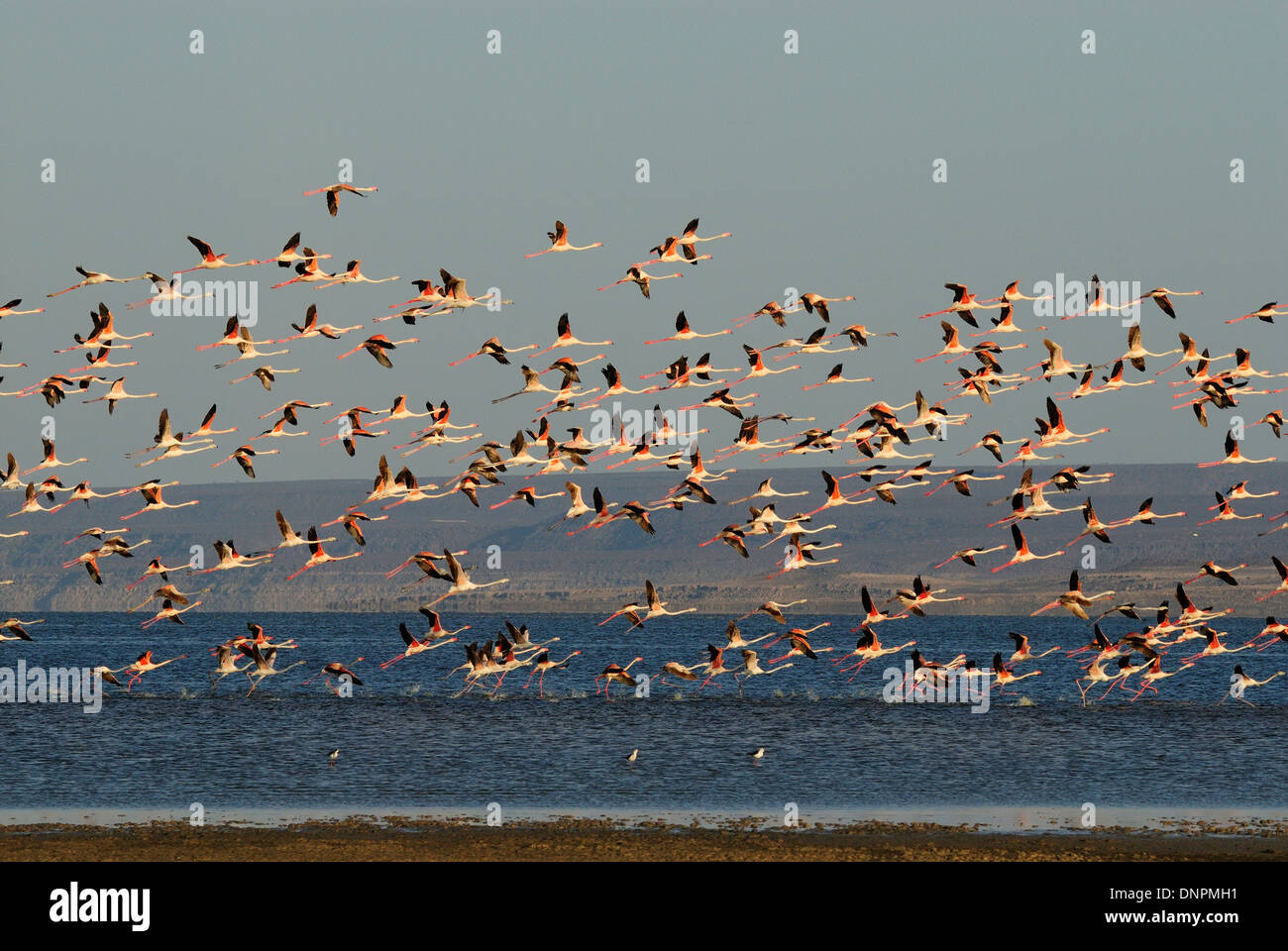 Colony of pink flamingos in Lake Abbe in Djibouti, horn of Africa Stock ...