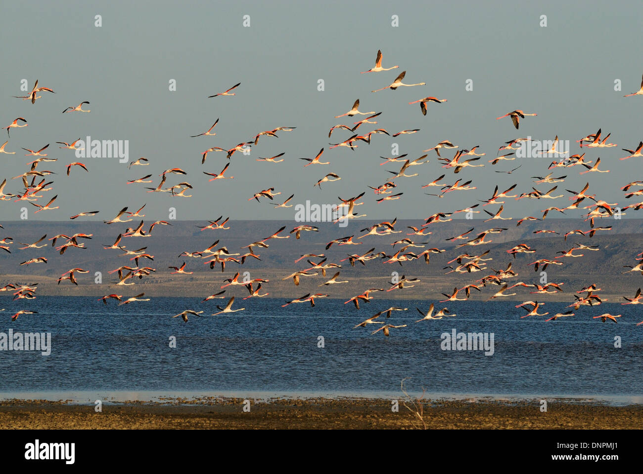Colony of pink flamingos in Lake Abbe in Djibouti, horn of Africa Stock ...