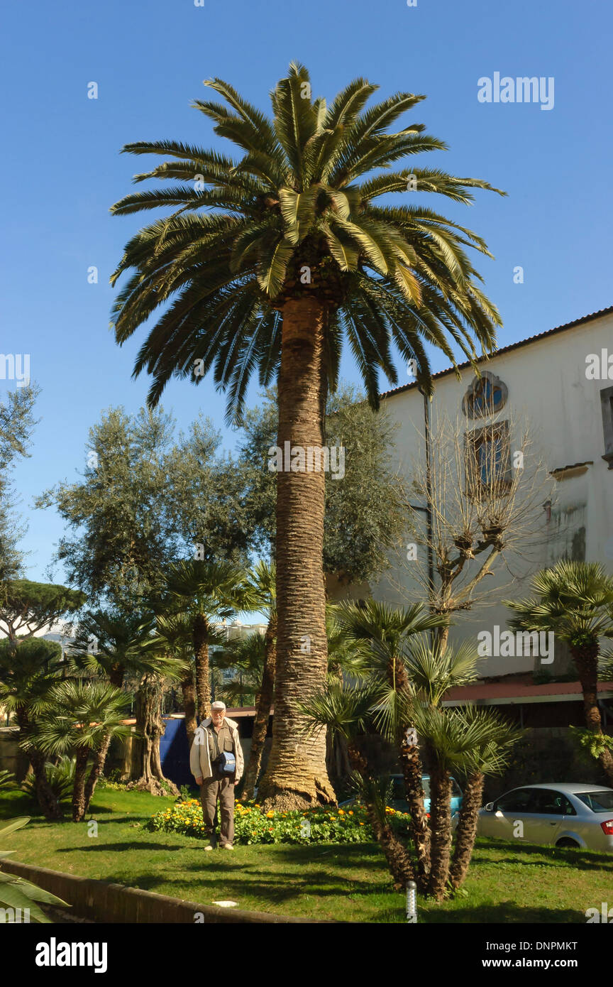 giant palm tree with senior tourist beside, Sorrento, Italy Stock Photo ...