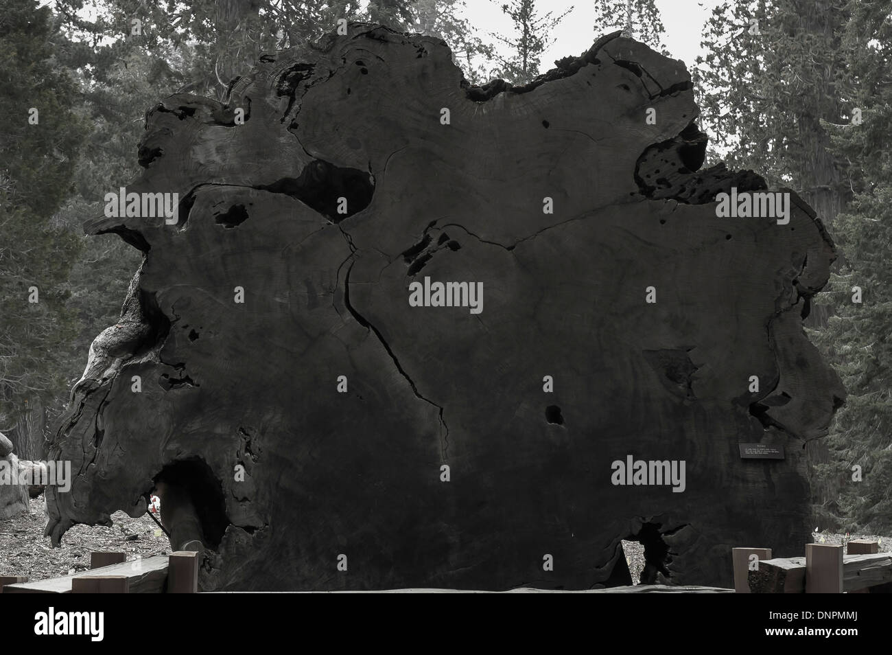 Sequoia section hi-res stock photography and images - Alamy