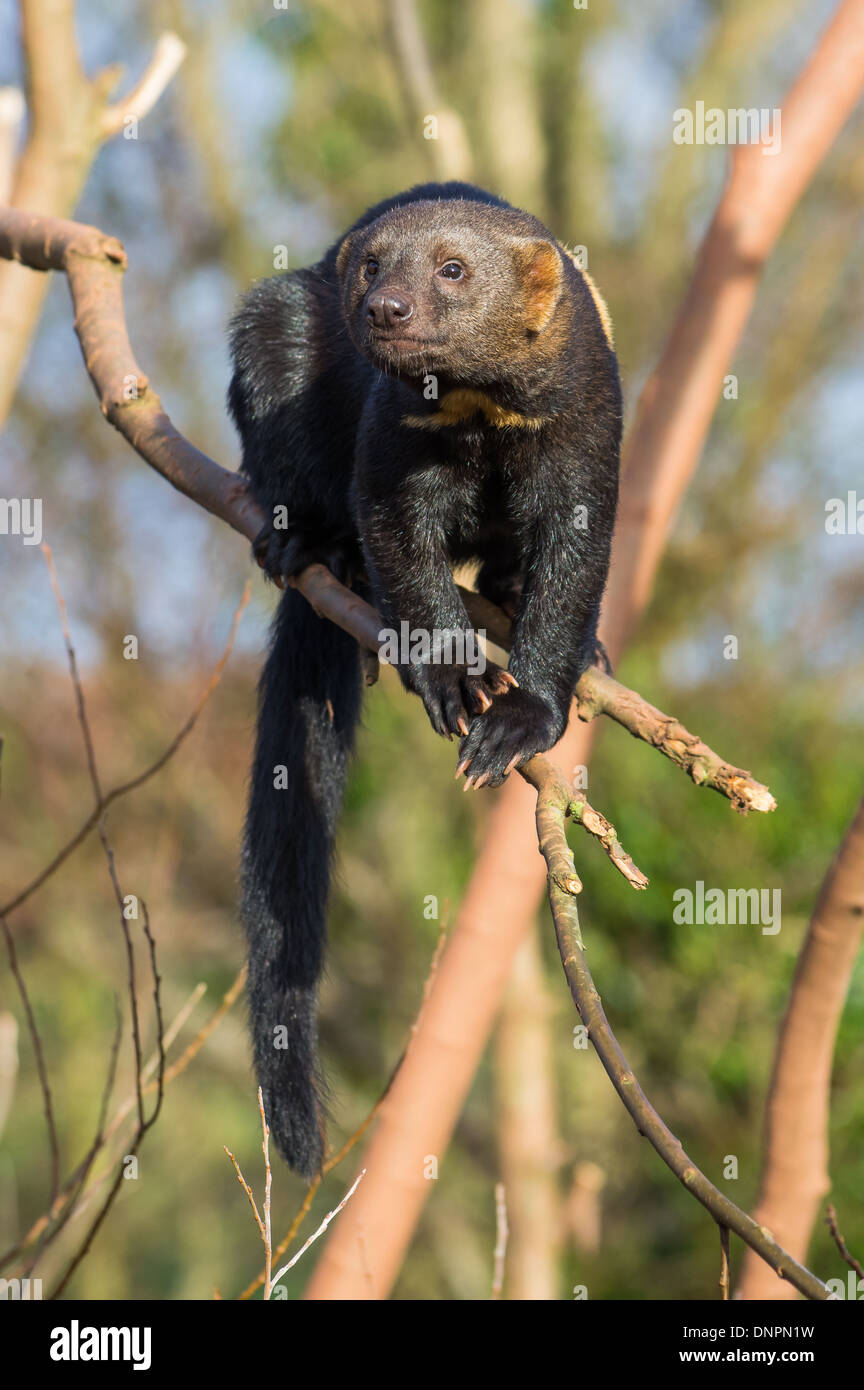 Tayra eira barbara hi-res stock photography and images - Alamy
