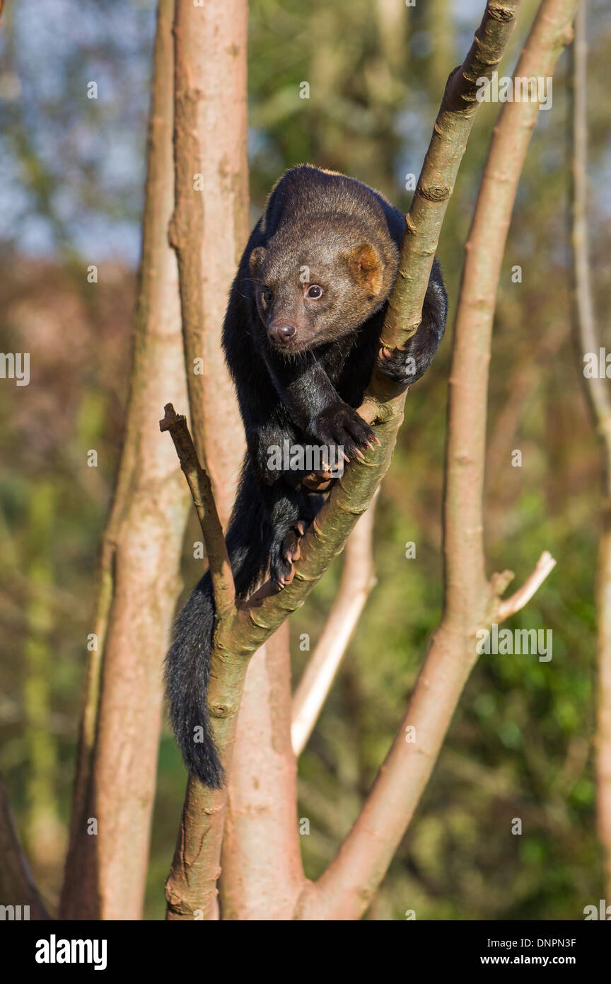 Tayra (Eira barbara Stock Photo - Alamy