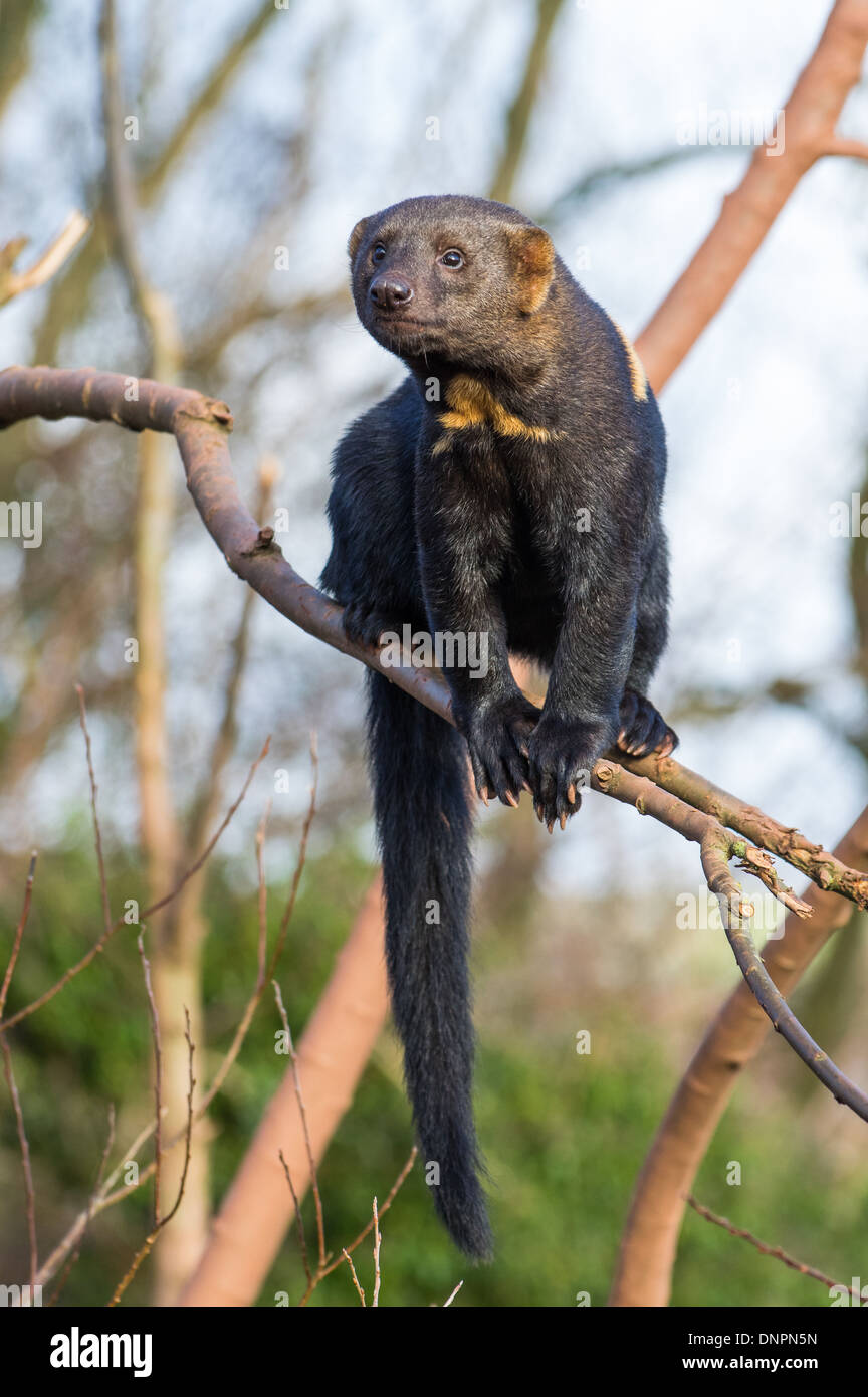 Tayra (Eira barbara Stock Photo - Alamy