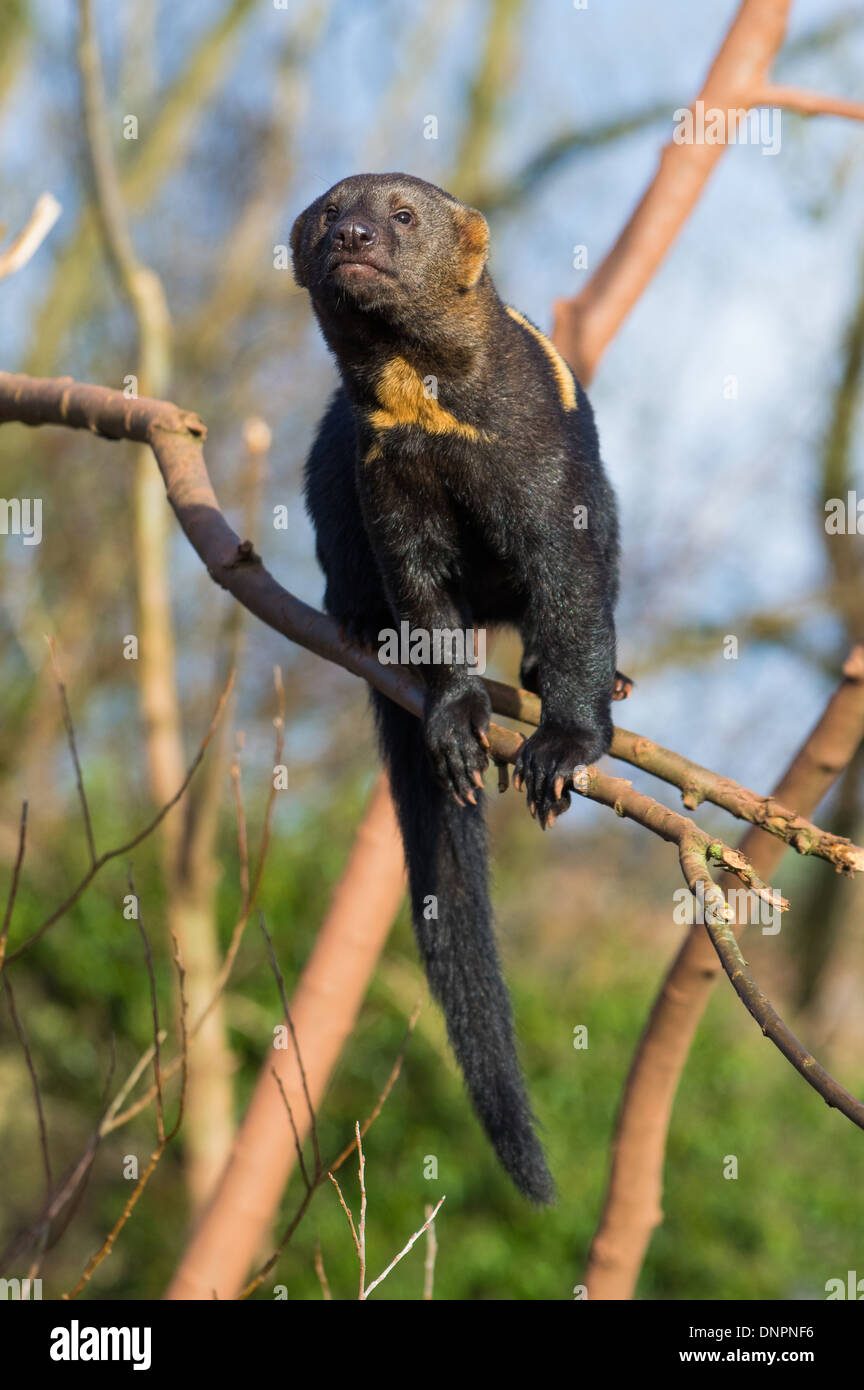 Eira barbara hi-res stock photography and images - Alamy